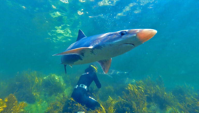 Shark Swarm - Coromind