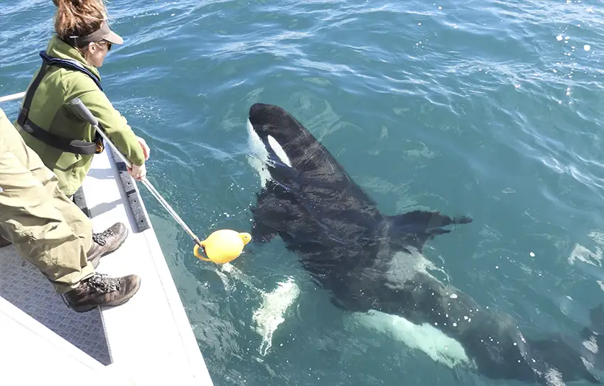 Marine Mammals of Tīkapa Moana – Brought to you by the Department of ...