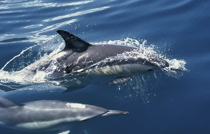Marine Mammals of Tīkapa Moana – Brought to you by the Department of ...